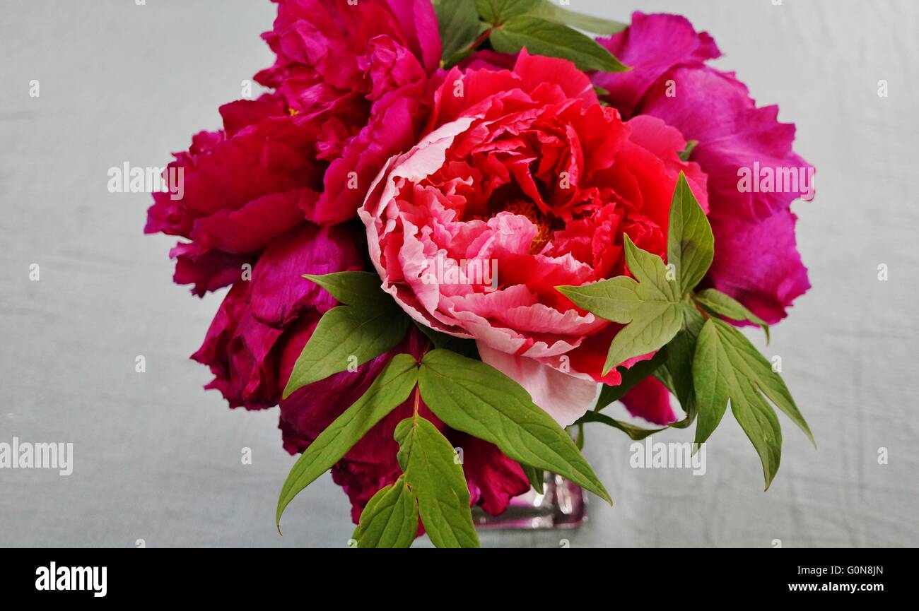 Tree peony flowers hi-res stock photography and images - Alamy