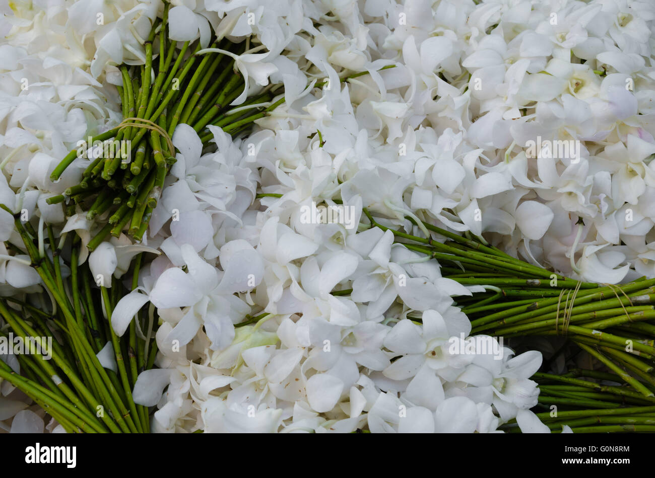 Panicle of White Orchid Flower Stock Photo - Alamy