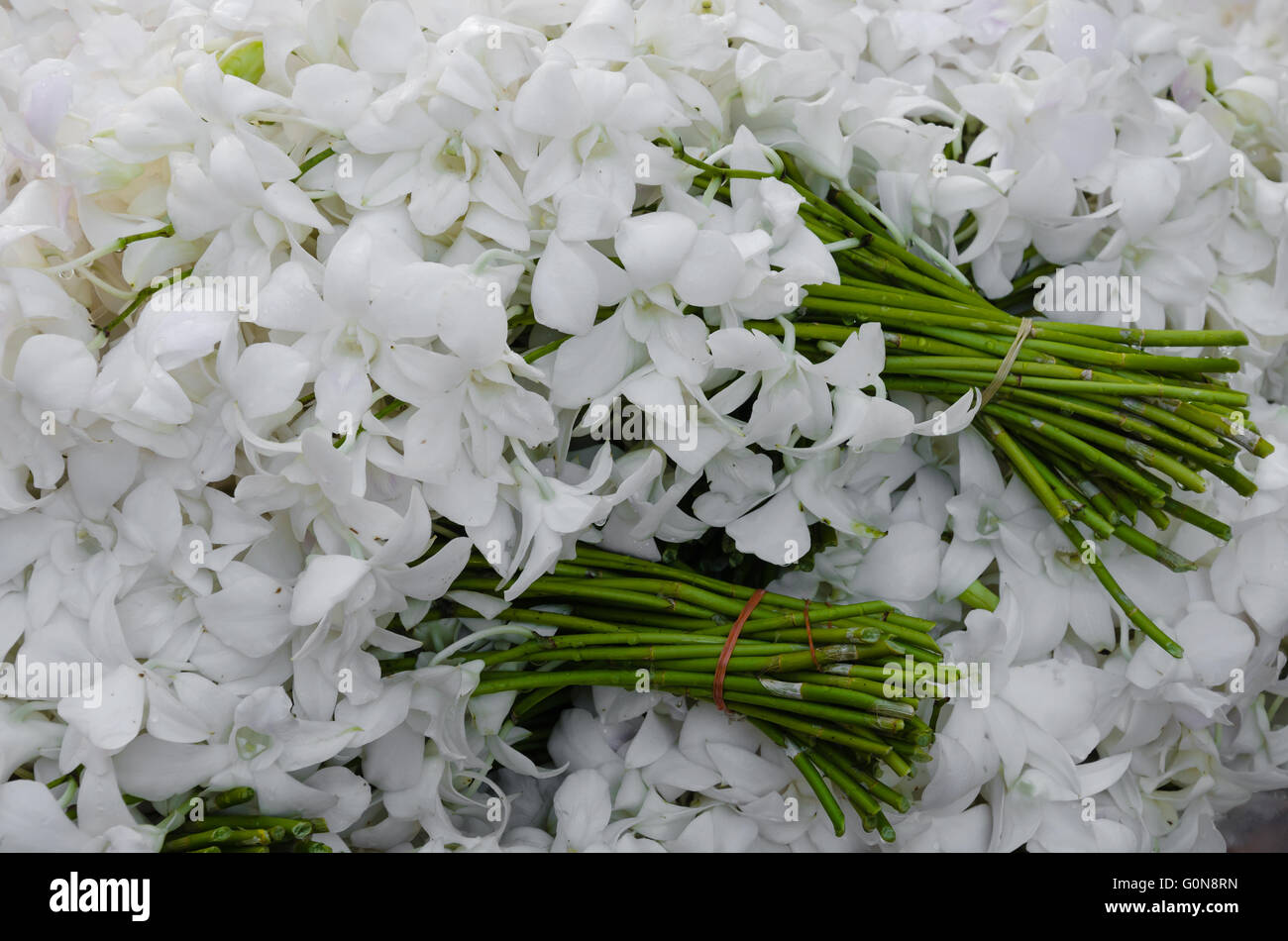 Panicle of White Orchid Flower Stock Photo - Alamy