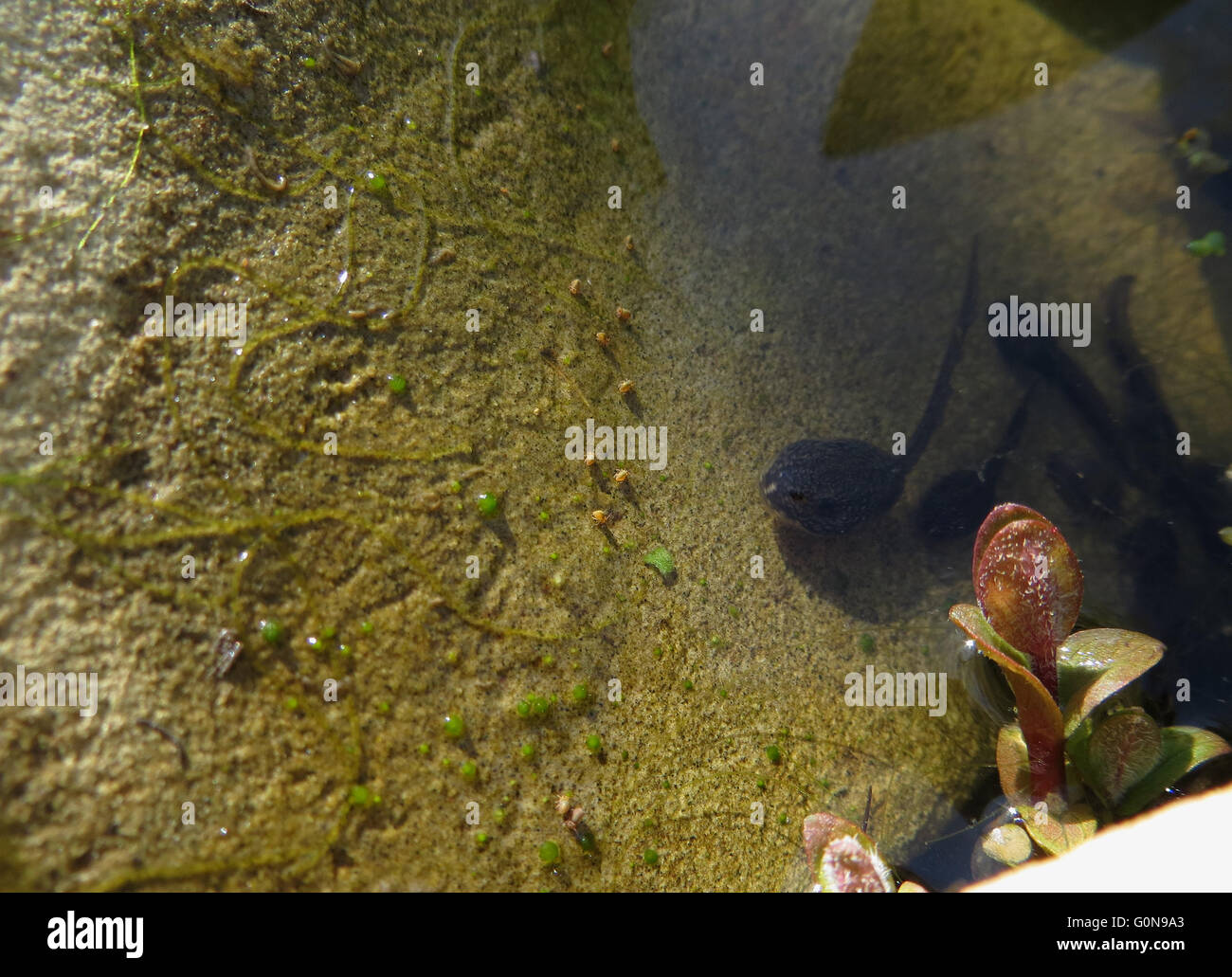 Group of springtails (Sminthurides aquaticus) on a sandstone rock on a ...