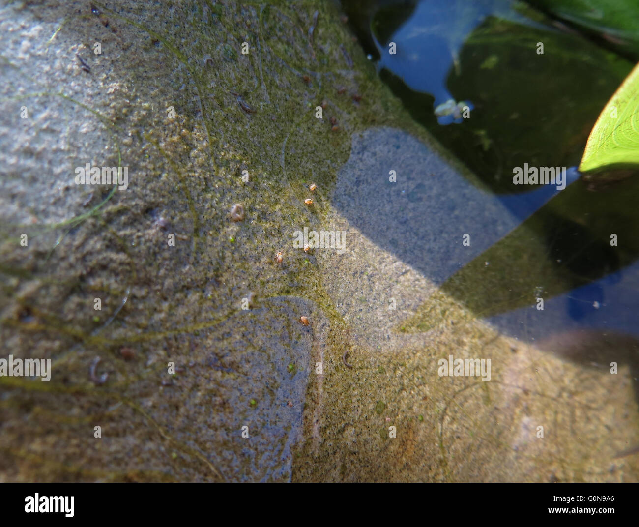 Springtails hi-res stock photography and images - Alamy