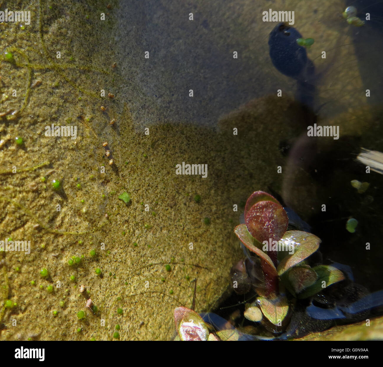 Group of springtails (Sminthurides aquaticus) on a sandstone rock on a ...