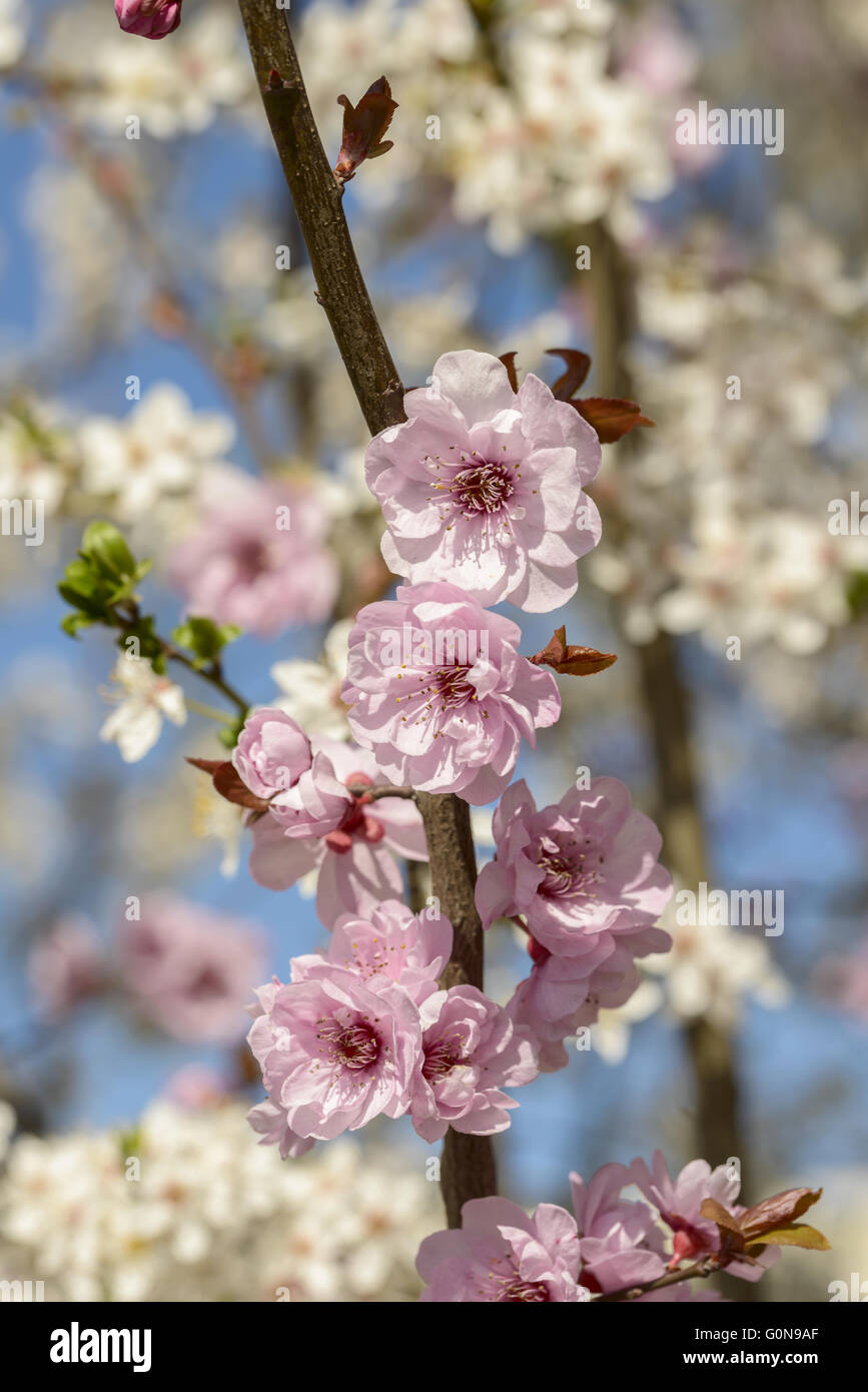 White pink blossom hi-res stock photography and images - Alamy