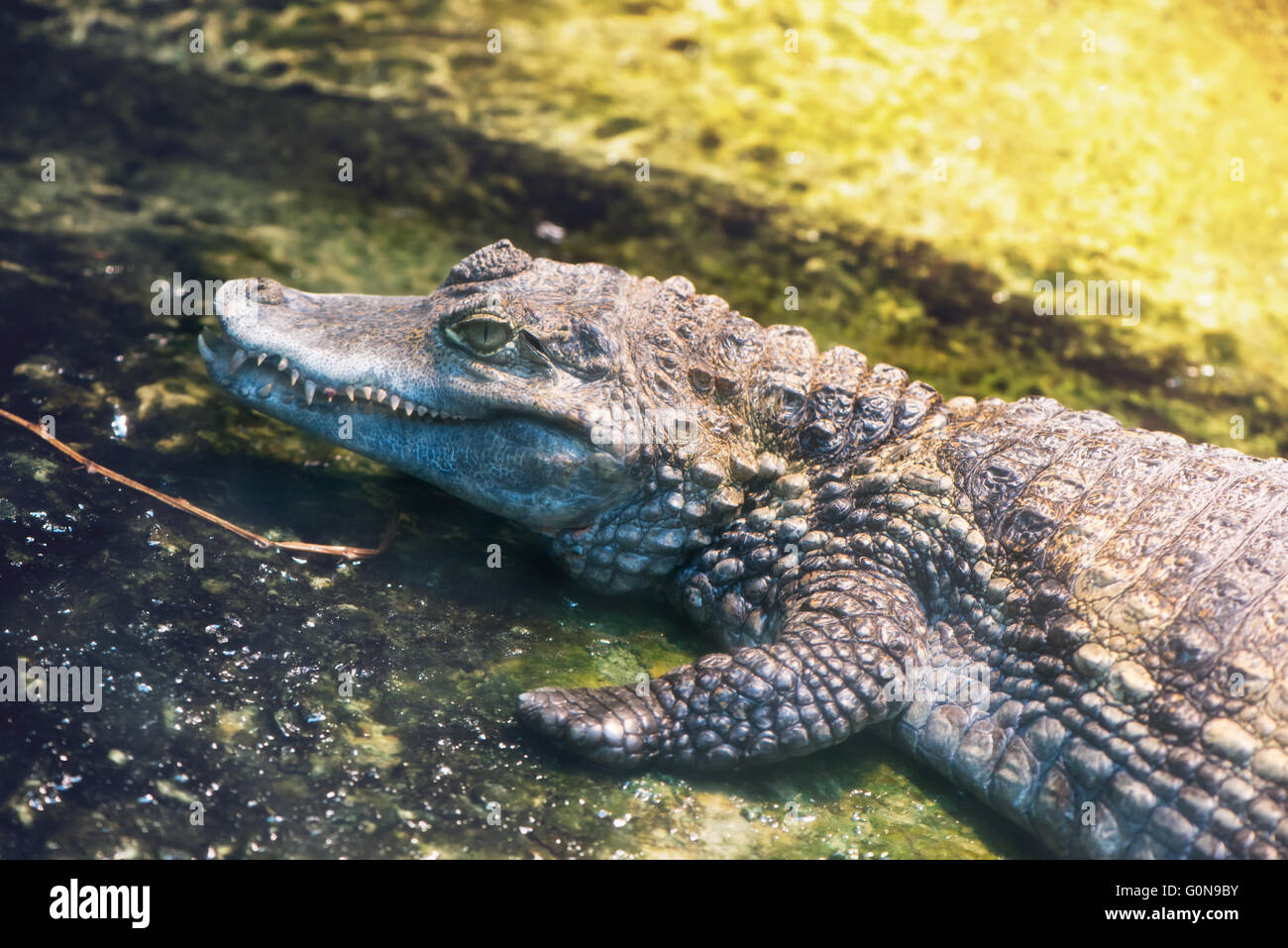Alligator Showing Teeth High Resolution Stock Photography and Images ...