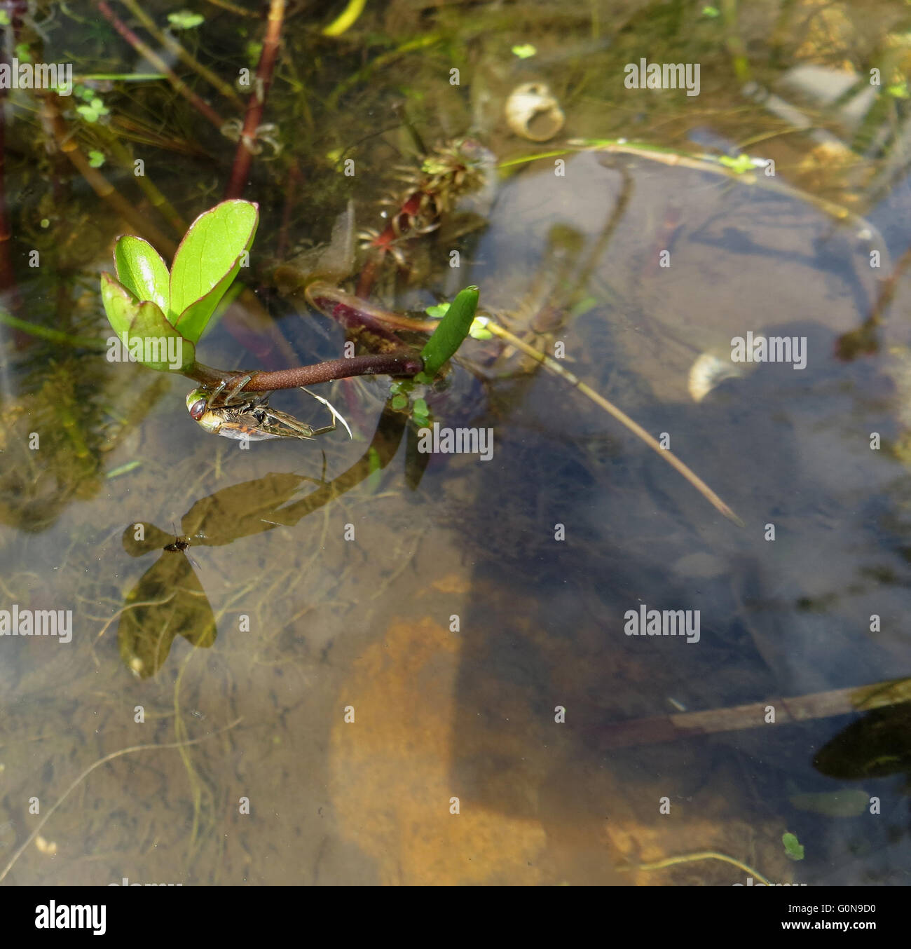 Adult backswimmer (Notonecta glauca) resting on a bogbean leaf ...