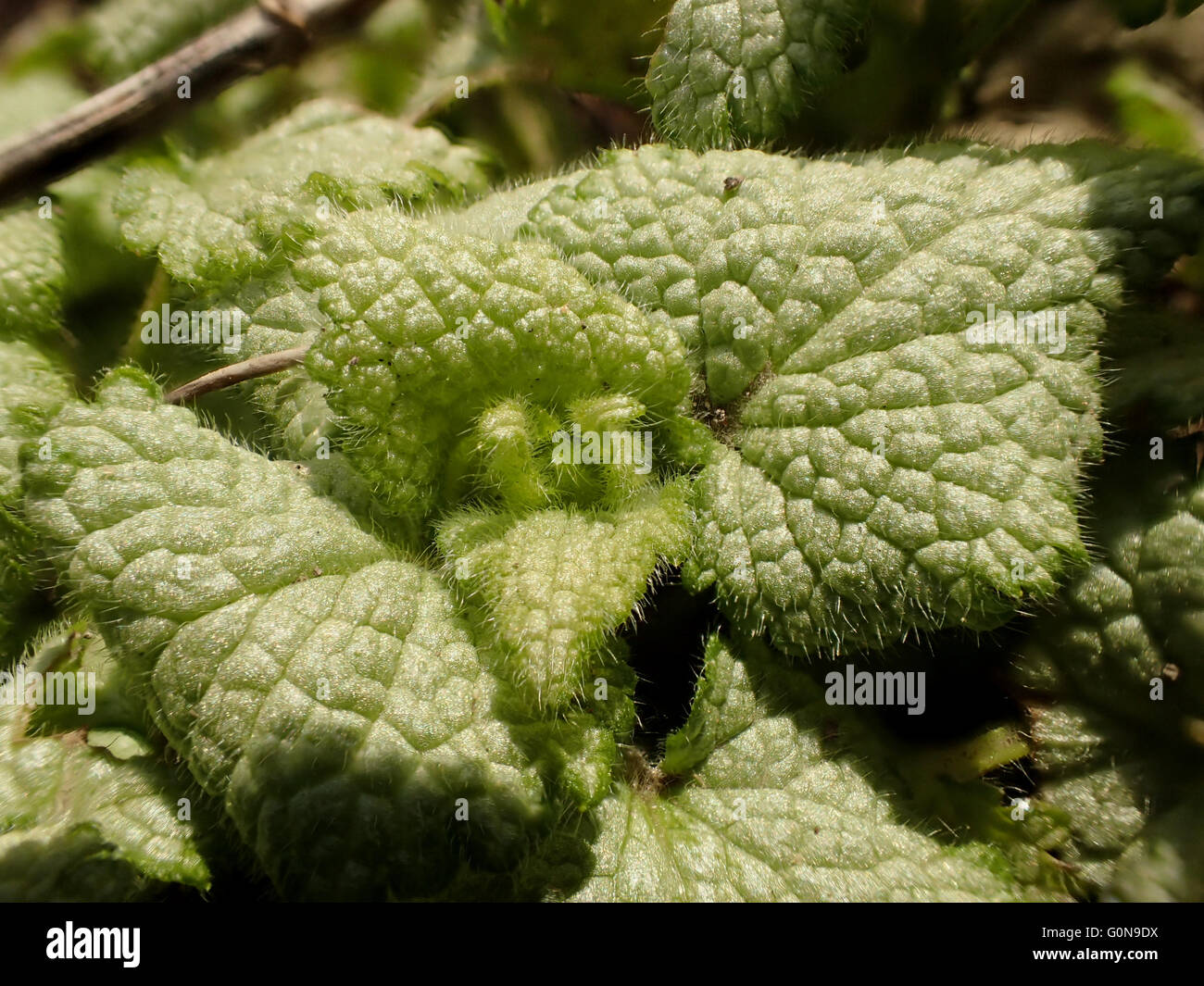 Marshmallow leaves hi-res stock photography and images - Alamy