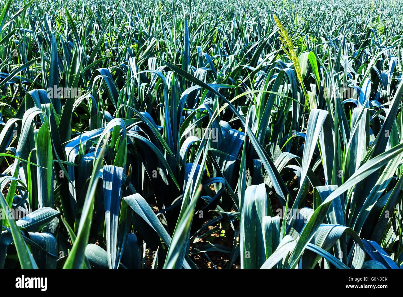 Leek field hi-res stock photography and images - Alamy