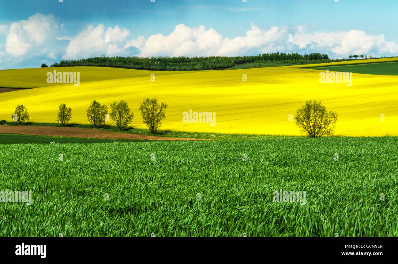 Yellow and green fields in spring Stock Photo - Alamy