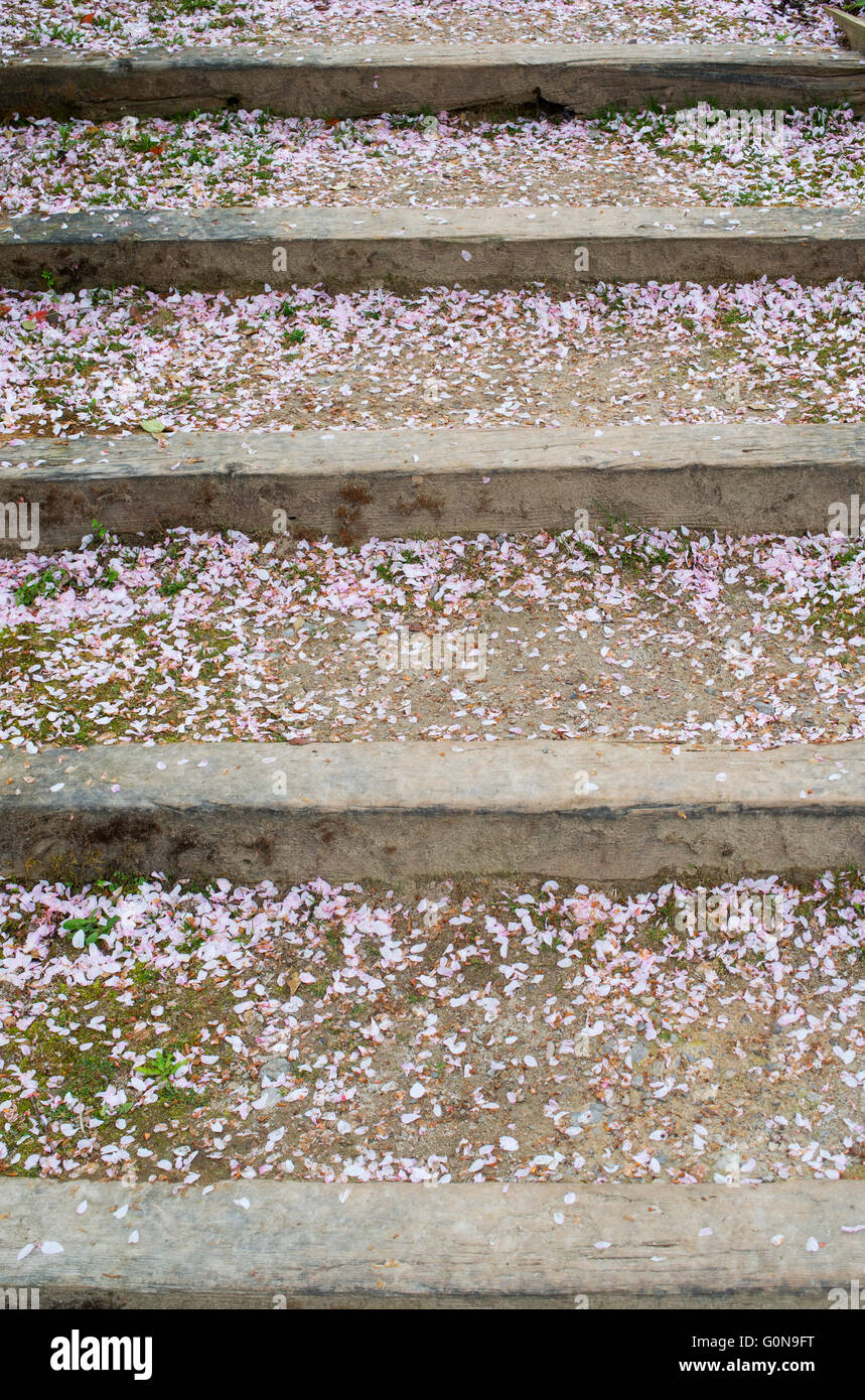 Fallen cherry blossom petals on garden steps Stock Photo - Alamy