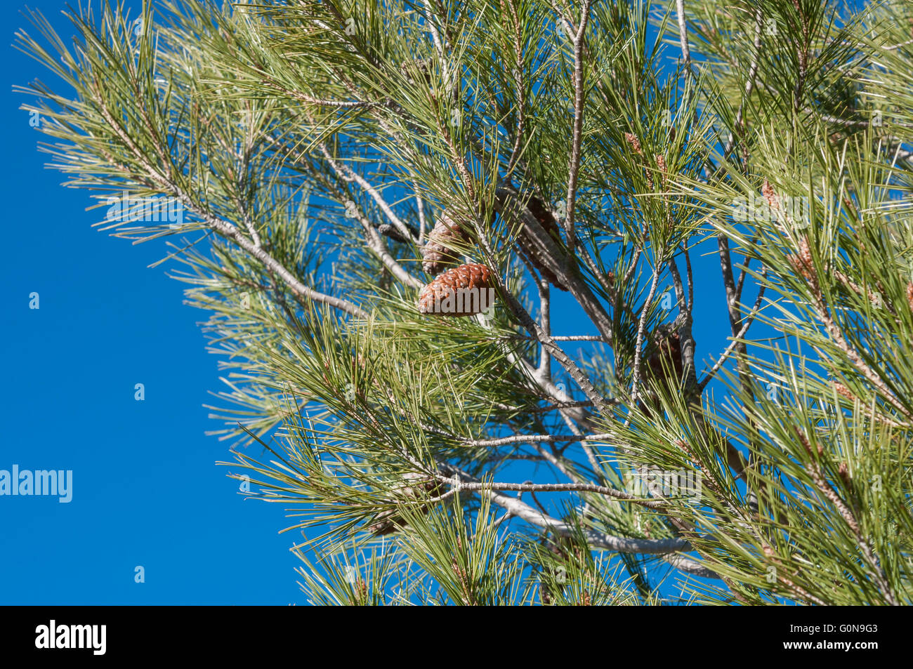 Detail of leaves, branches and cones of Aleppo Pine, Pinus halepensis ...