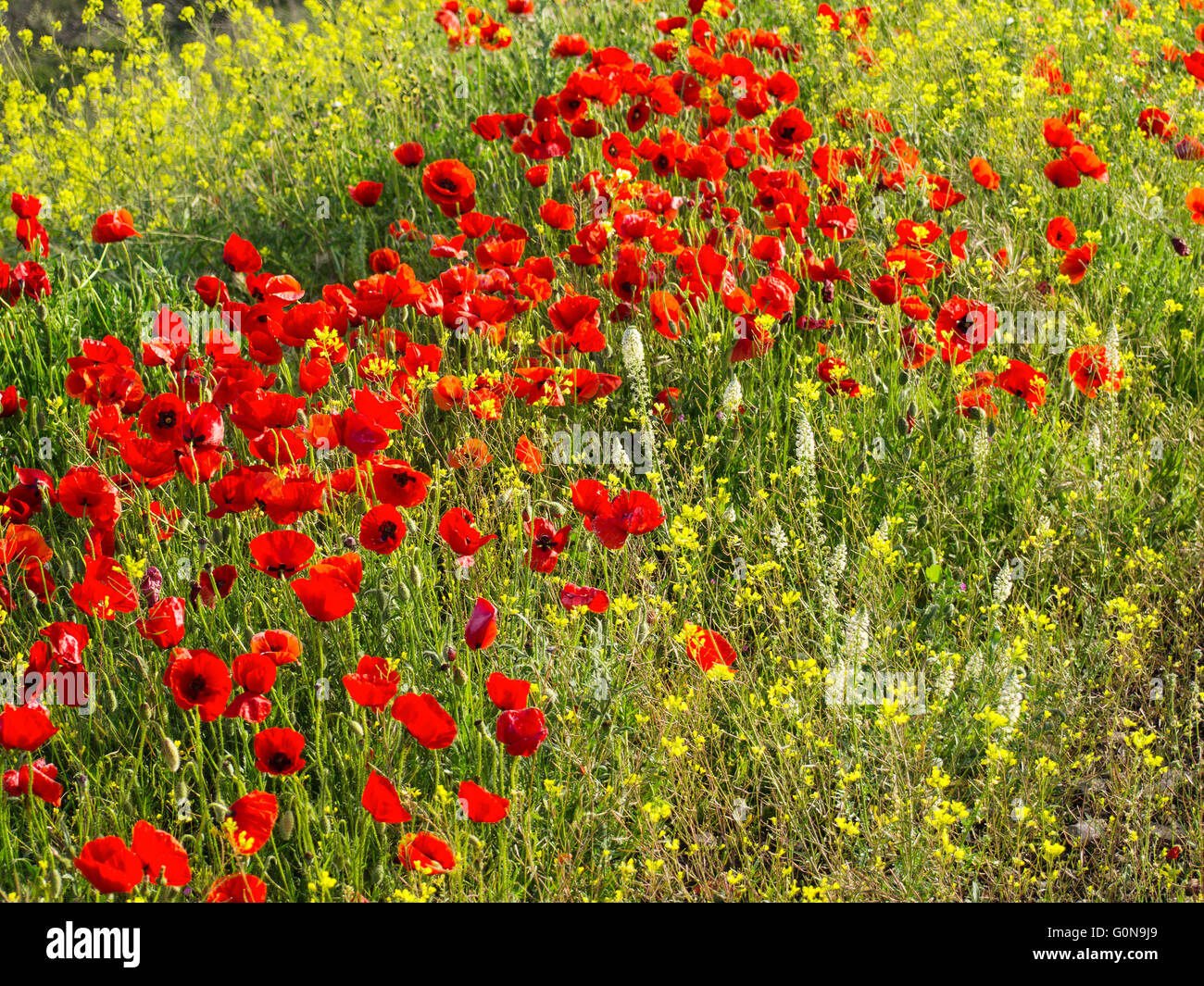 Field of poppy flowers. Antequera, Malaga province, Andalusia Spain ...