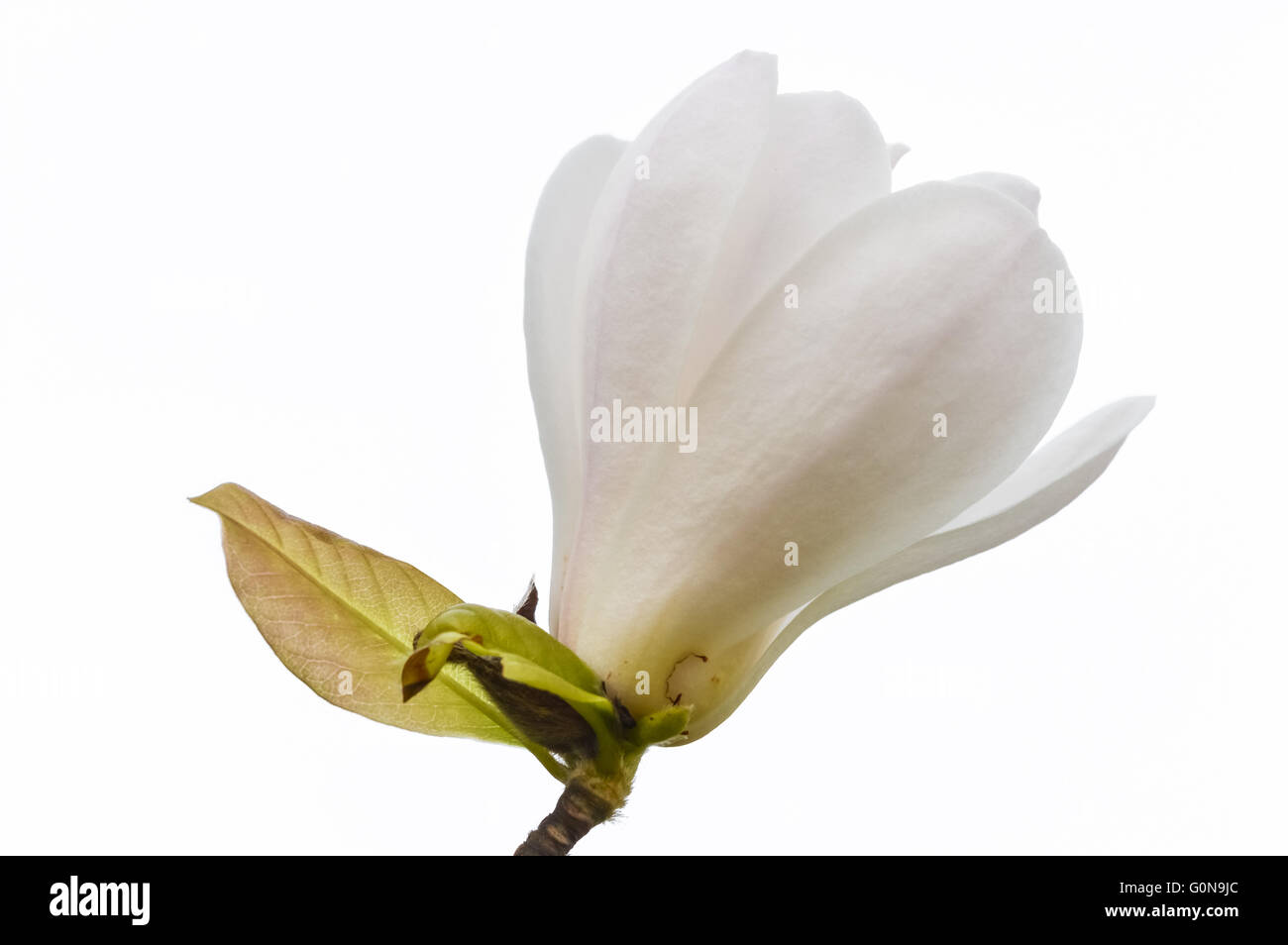 Close up blossom magnolia Cut Out Stock Images & Pictures - Alamy