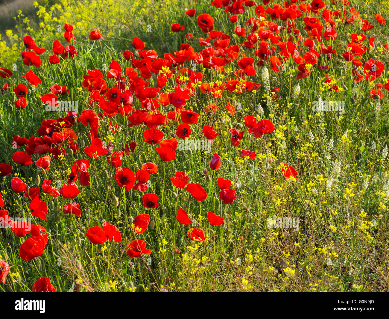 Field of poppy flowers. Antequera, Malaga province, Andalusia Spain ...