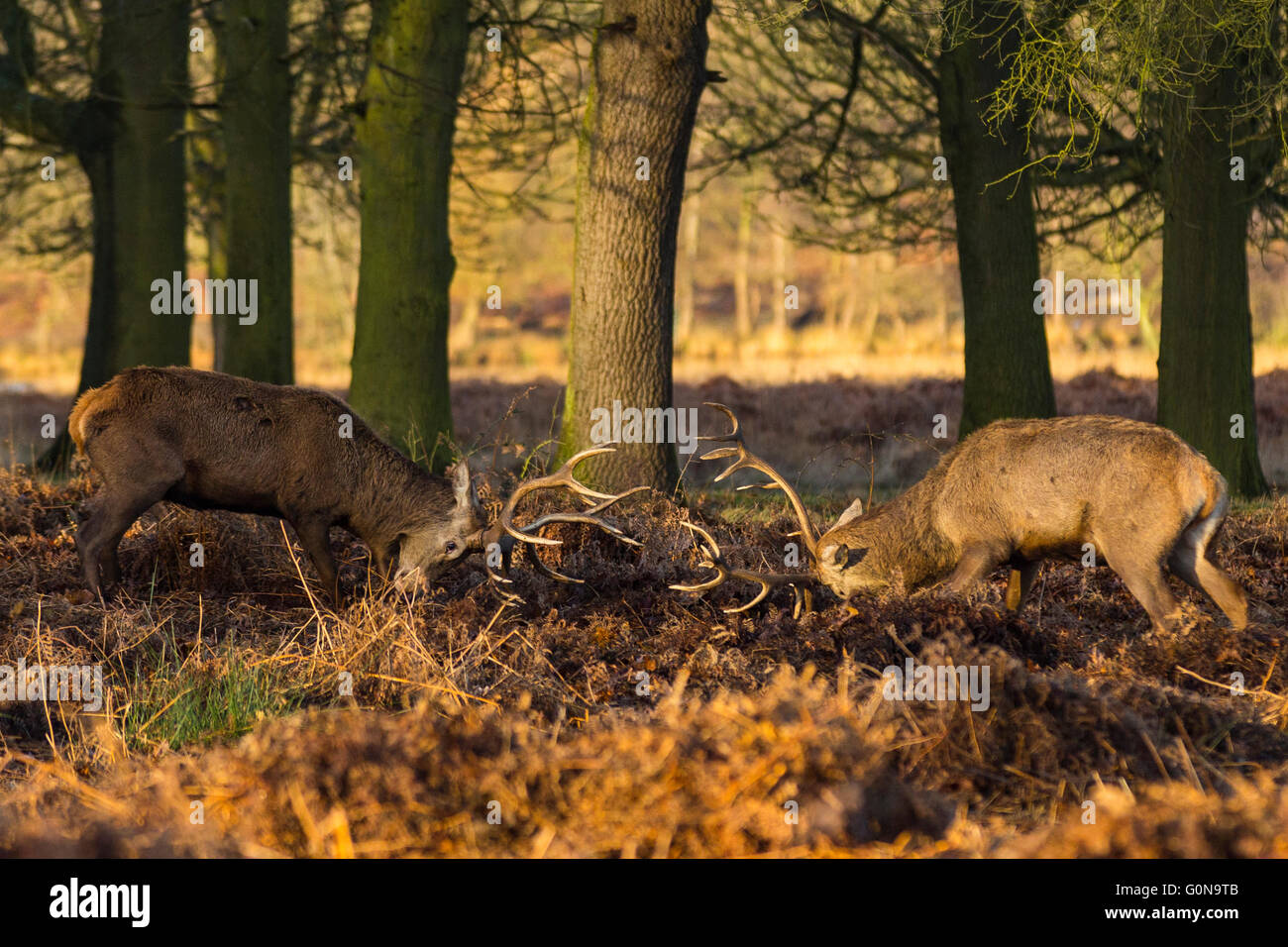 Wild deer richmond park london borough richmond upon thames london hi ...