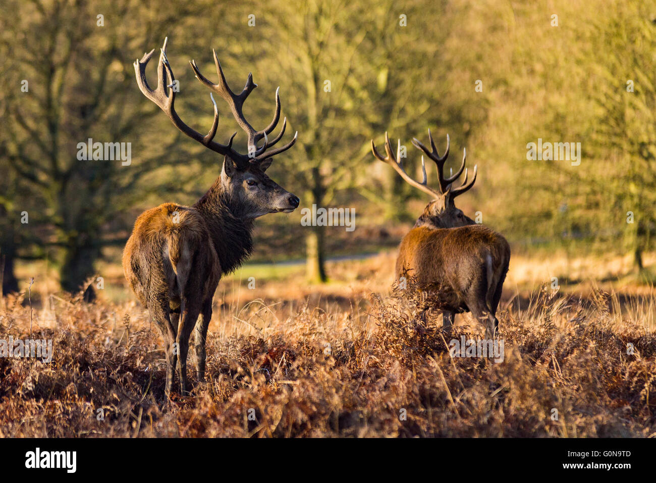 Wild deer richmond park london borough richmond upon thames london hi ...