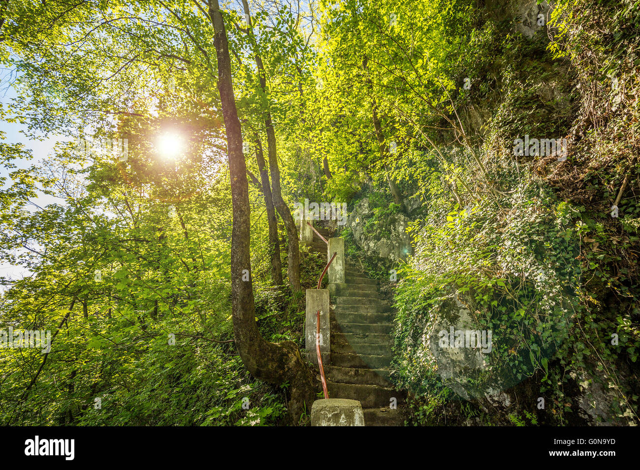 Stone stairs in forest hi-res stock photography and images - Alamy