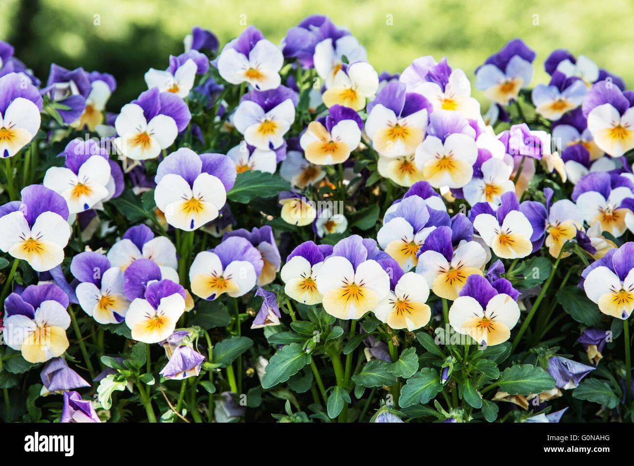 Pictures Of Nature Scenes Of Flowers