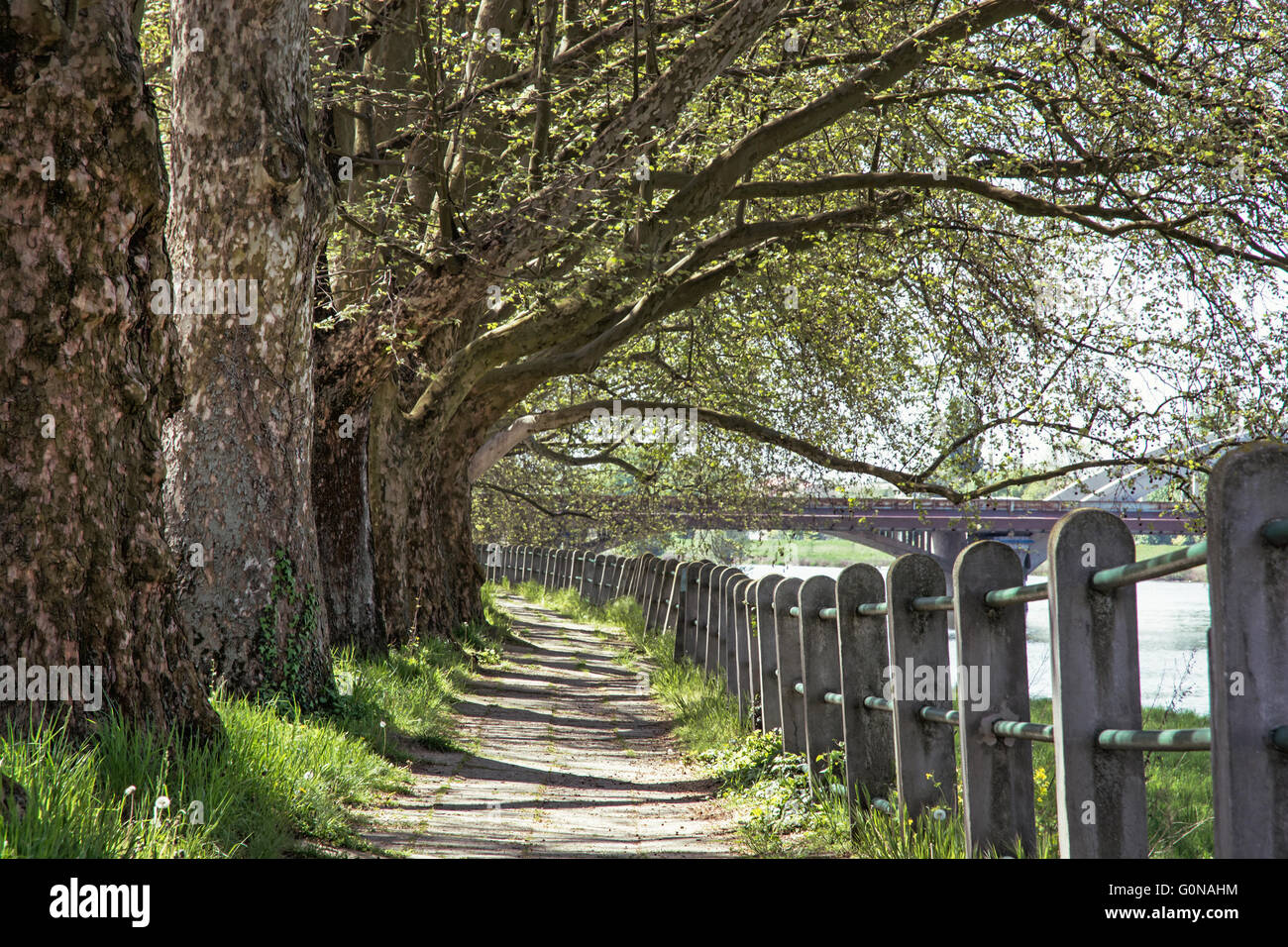 Alley of sycamore tree and retro railing. Footpath scene. Park scene ...