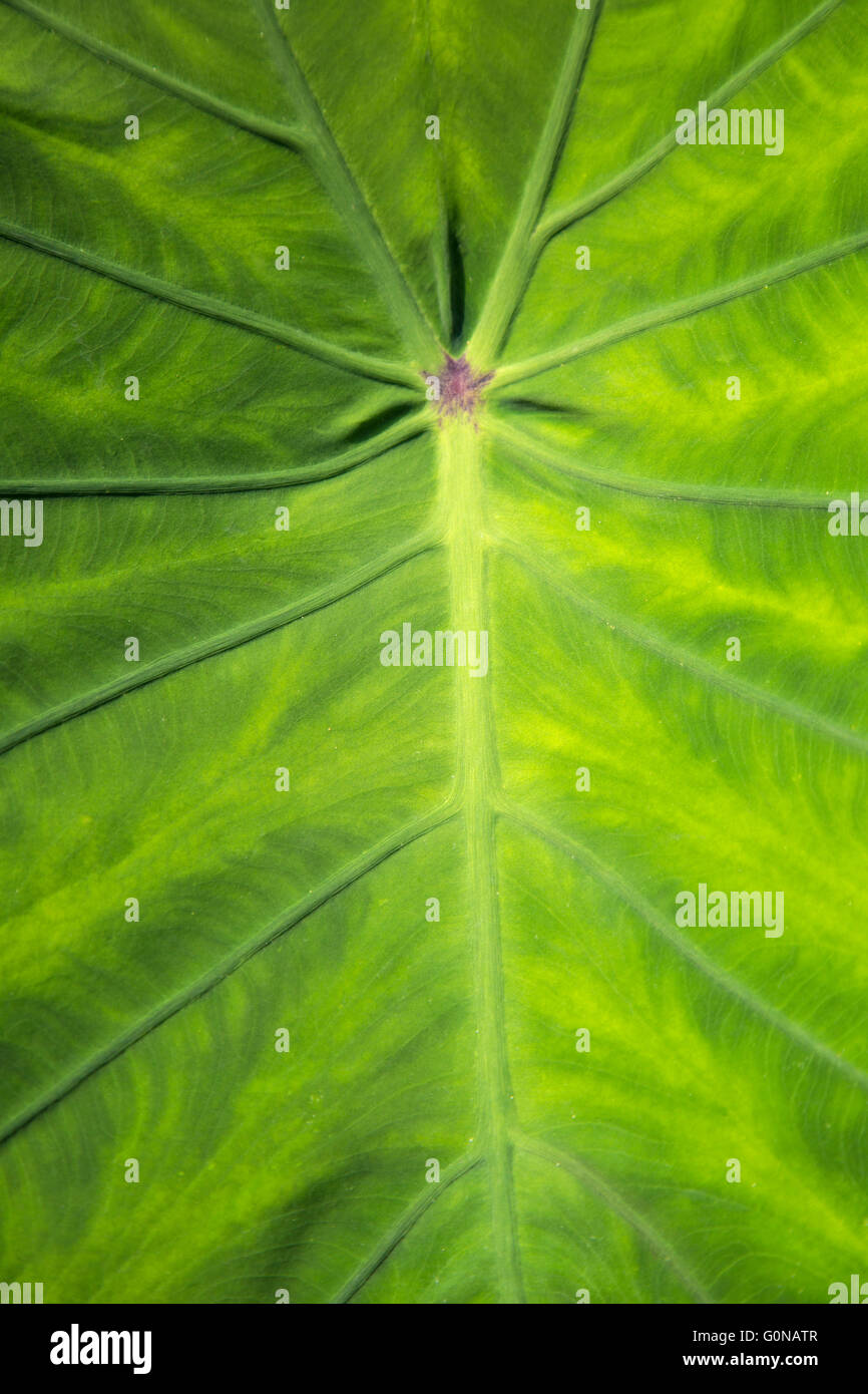 Back lighting hi-res stock photography and images - Alamy