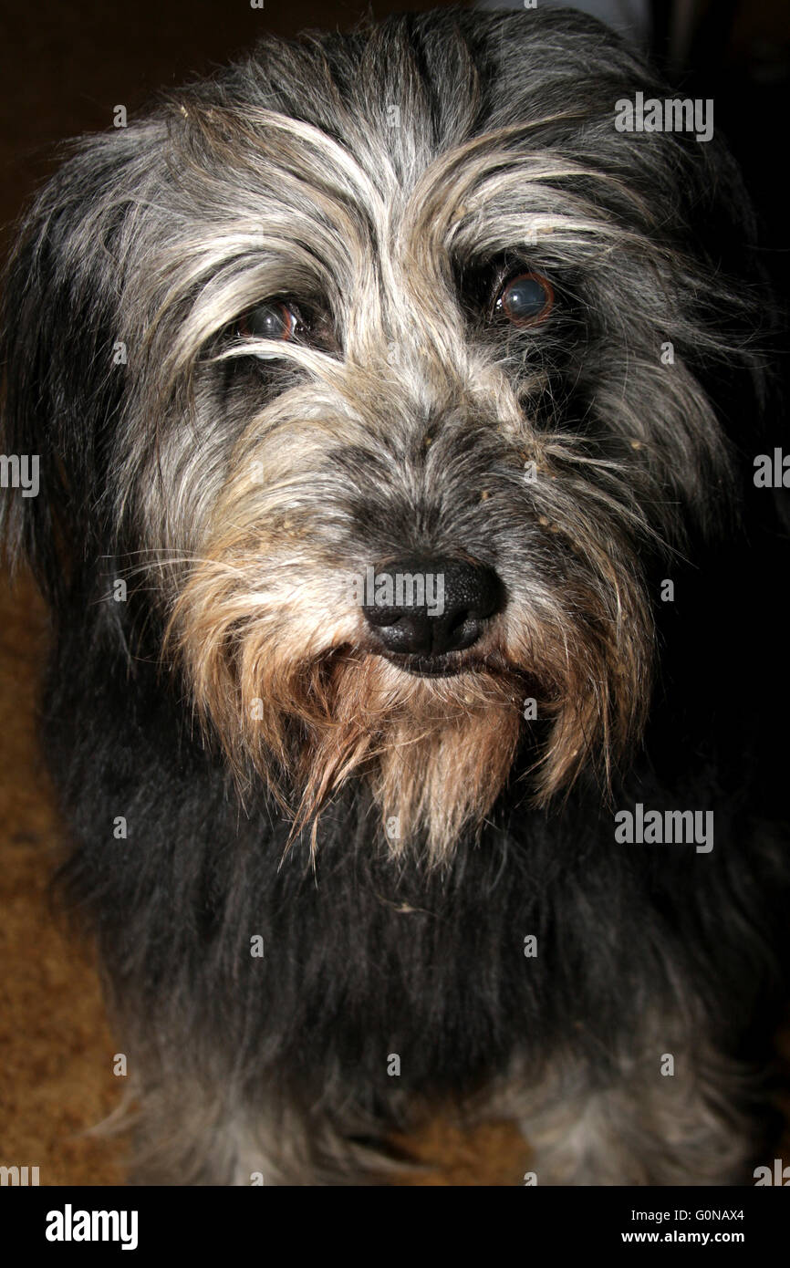 Sad old dog hi-res stock photography and images - Alamy