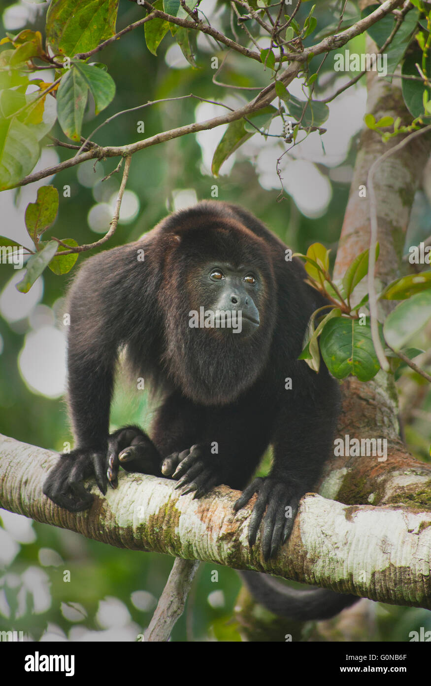 Guatemalan Black Howler Monkey (Alouatta pigra) Endangered, Wild ...