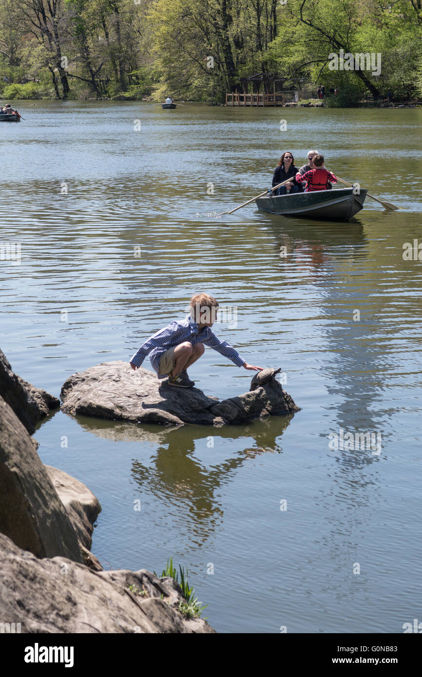 Small Boy Playing with Box Turtle on Rocky Shoreline, The Lake, Central ...