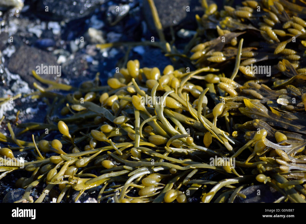 vibrant seaweed on sunny sea shore Stock Photo - Alamy