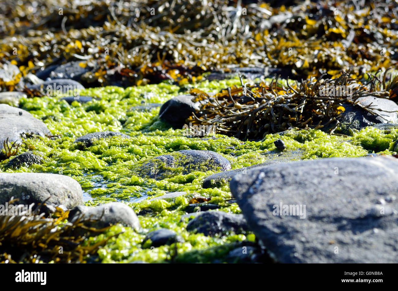 vibrant seaweed on sunny sea shore Stock Photo - Alamy