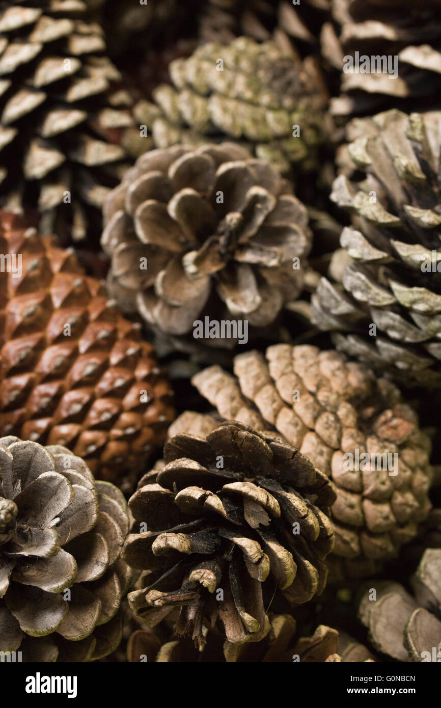 Close Up on Pine Cones Stock Photo - Alamy