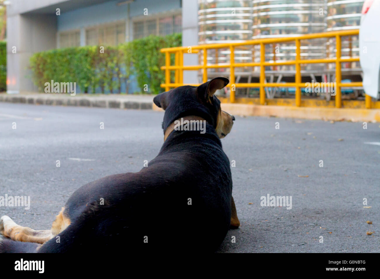 Depression Dog Original