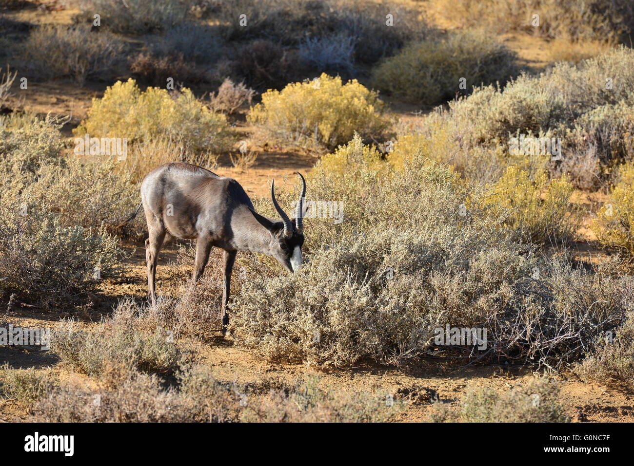 A Black Springbok in South Africa Stock Photo - Alamy