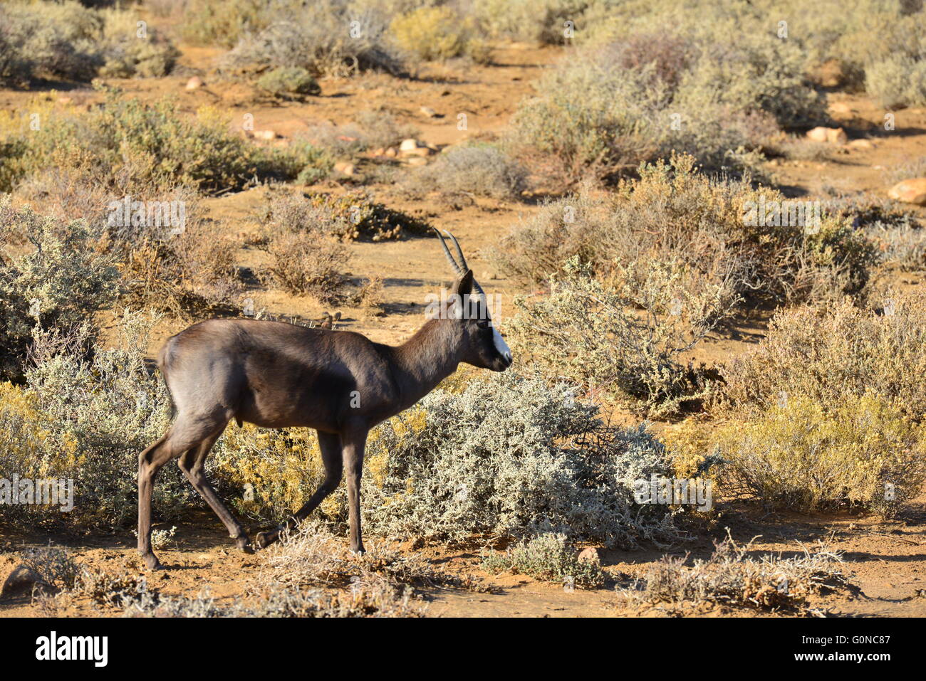 A Black Springbok in South Africa Stock Photo - Alamy