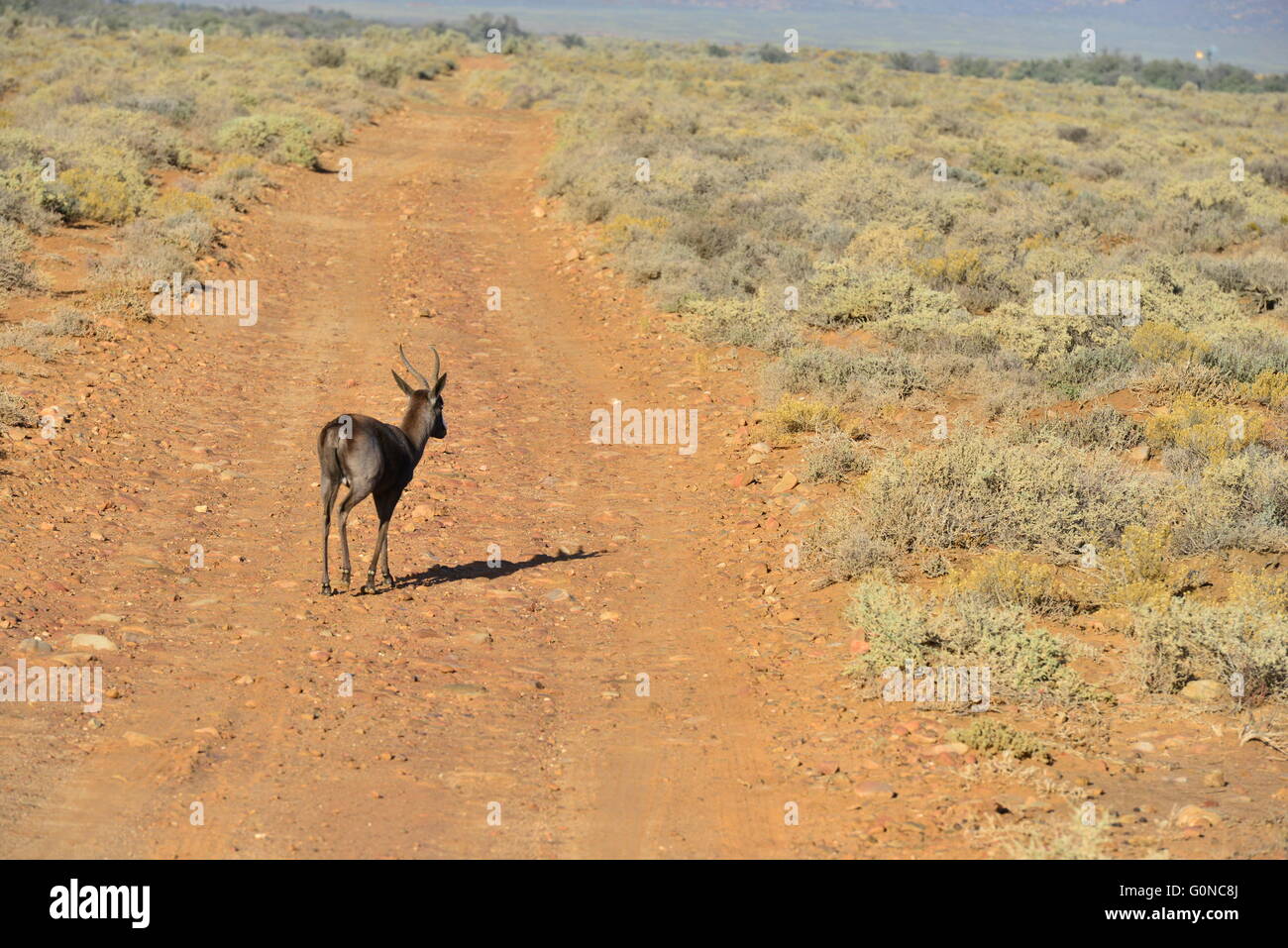A Black Springbok in South Africa Stock Photo - Alamy