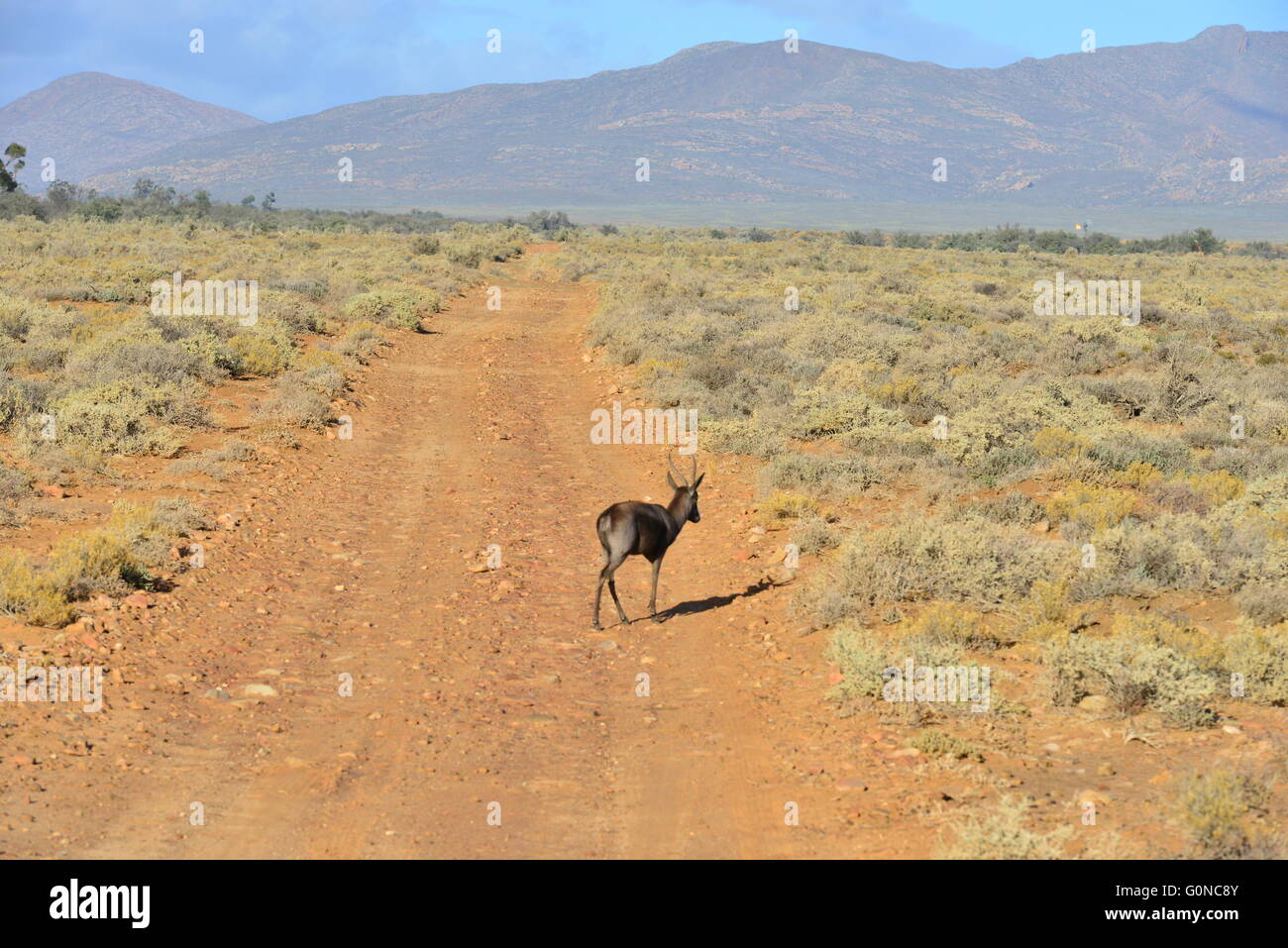 A Black Springbok in South Africa Stock Photo - Alamy