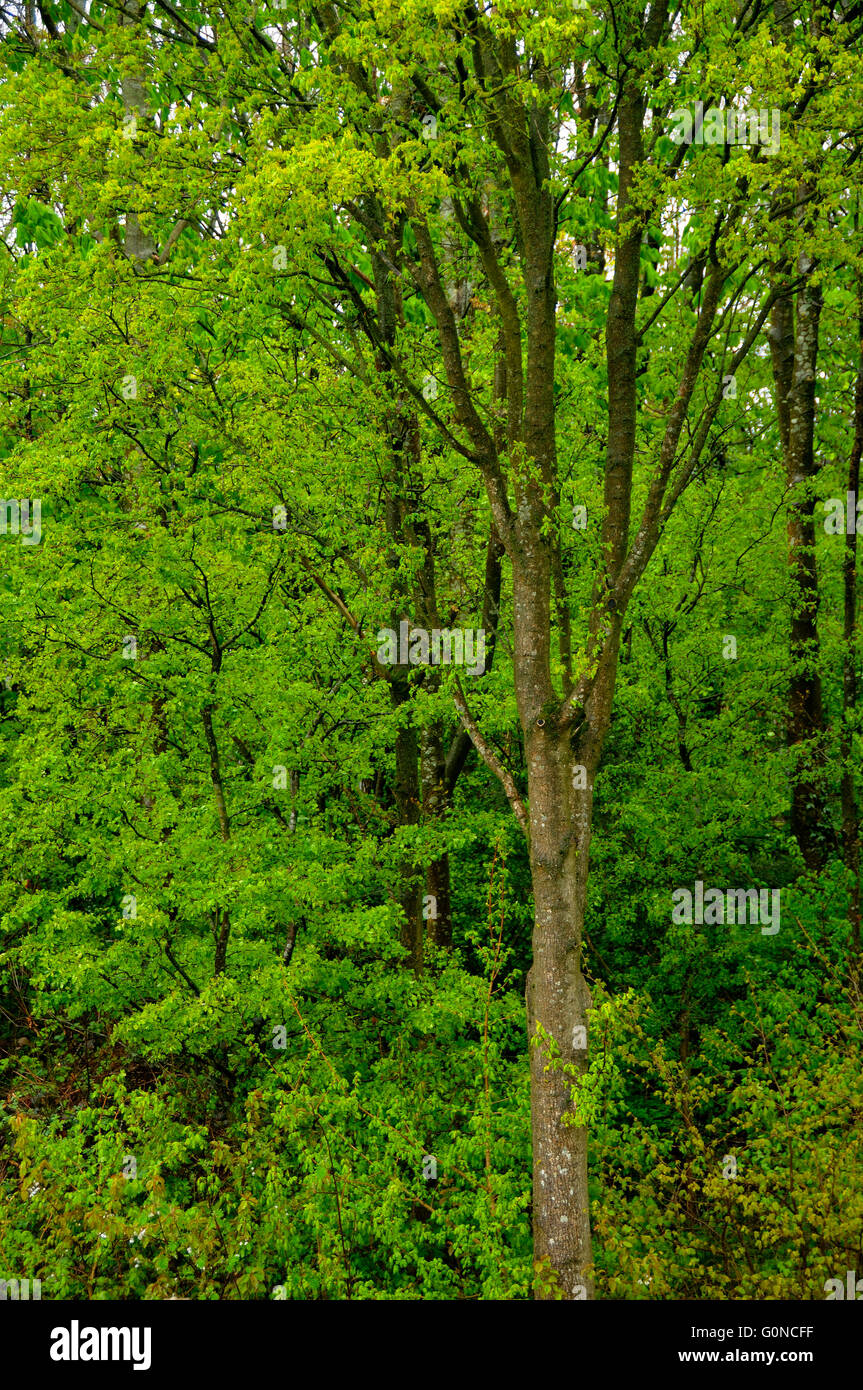 trees and leaves Stock Photo - Alamy