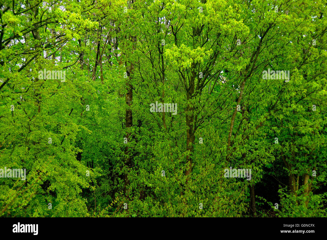 trees and leaves Stock Photo - Alamy