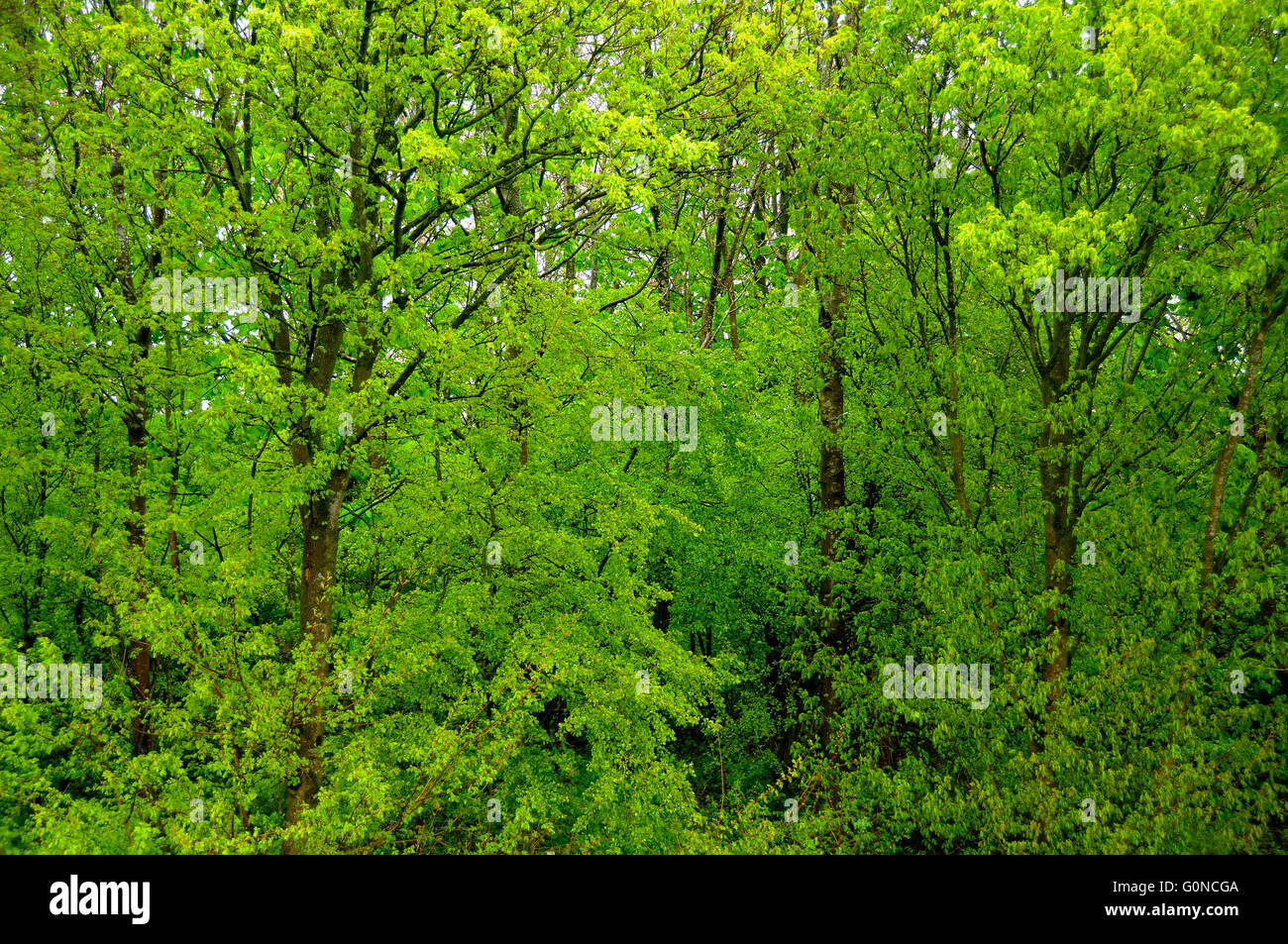 trees and leaves Stock Photo - Alamy