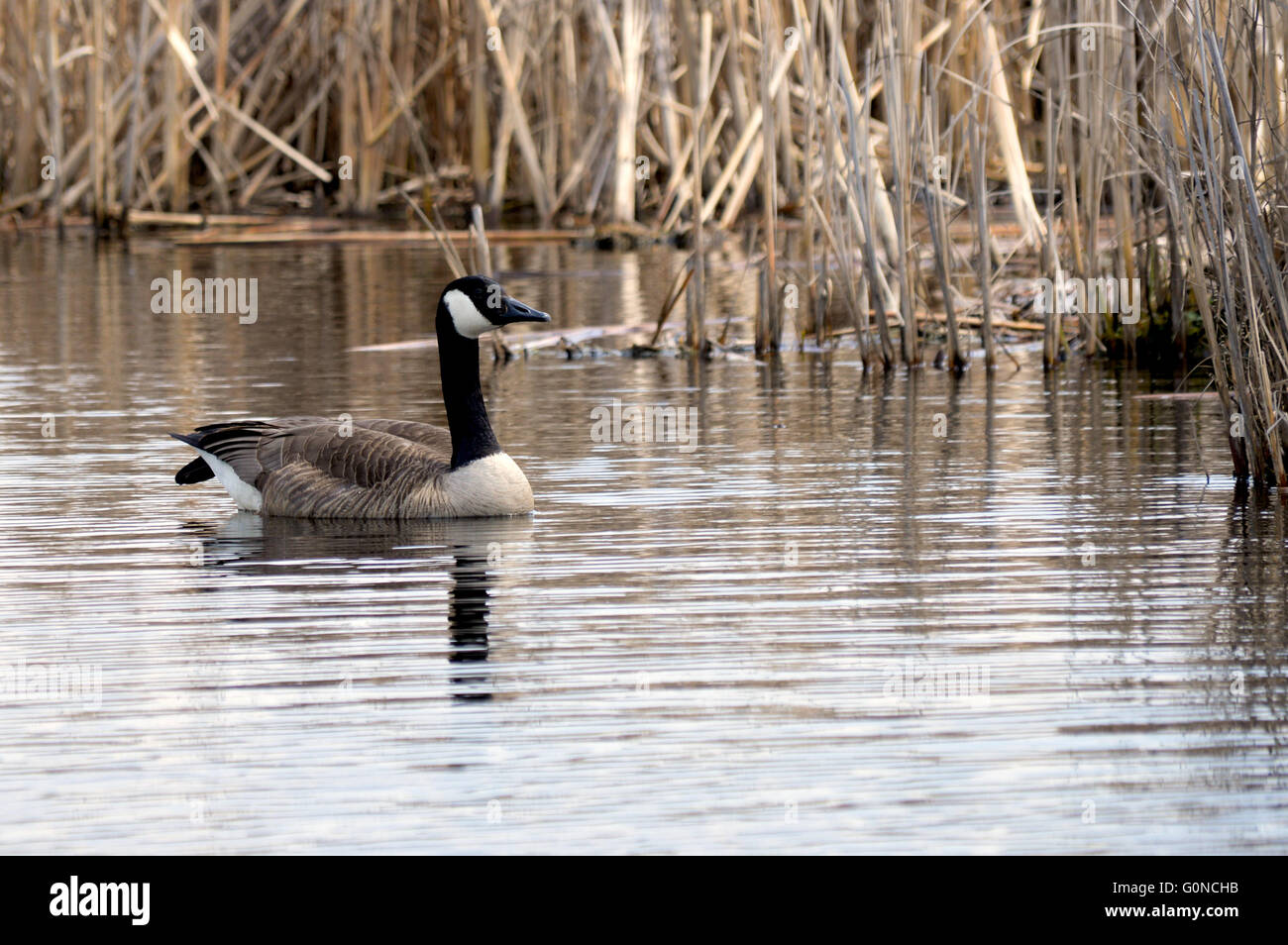 Geese in the Wetland Stock Photo - Alamy