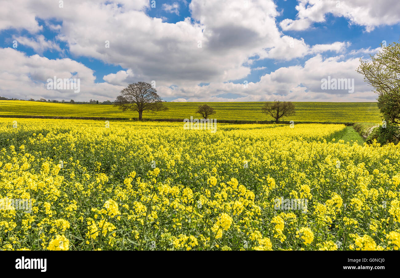 Spring in England with glorious yellow fields of rapeseed under a blue ...