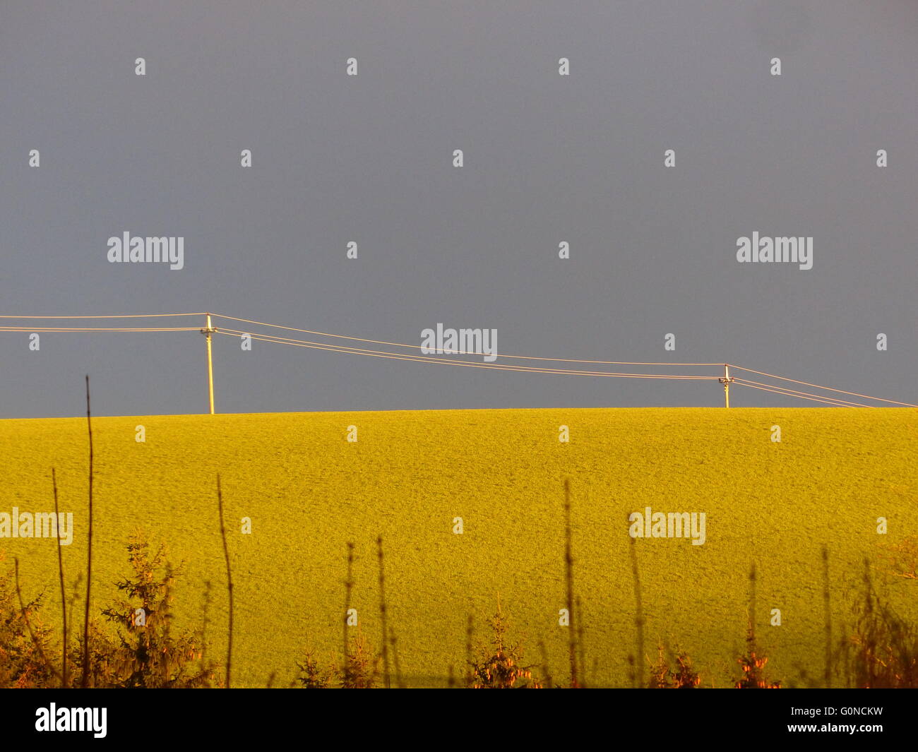 Electric power line with yellow field Stock Photo - Alamy