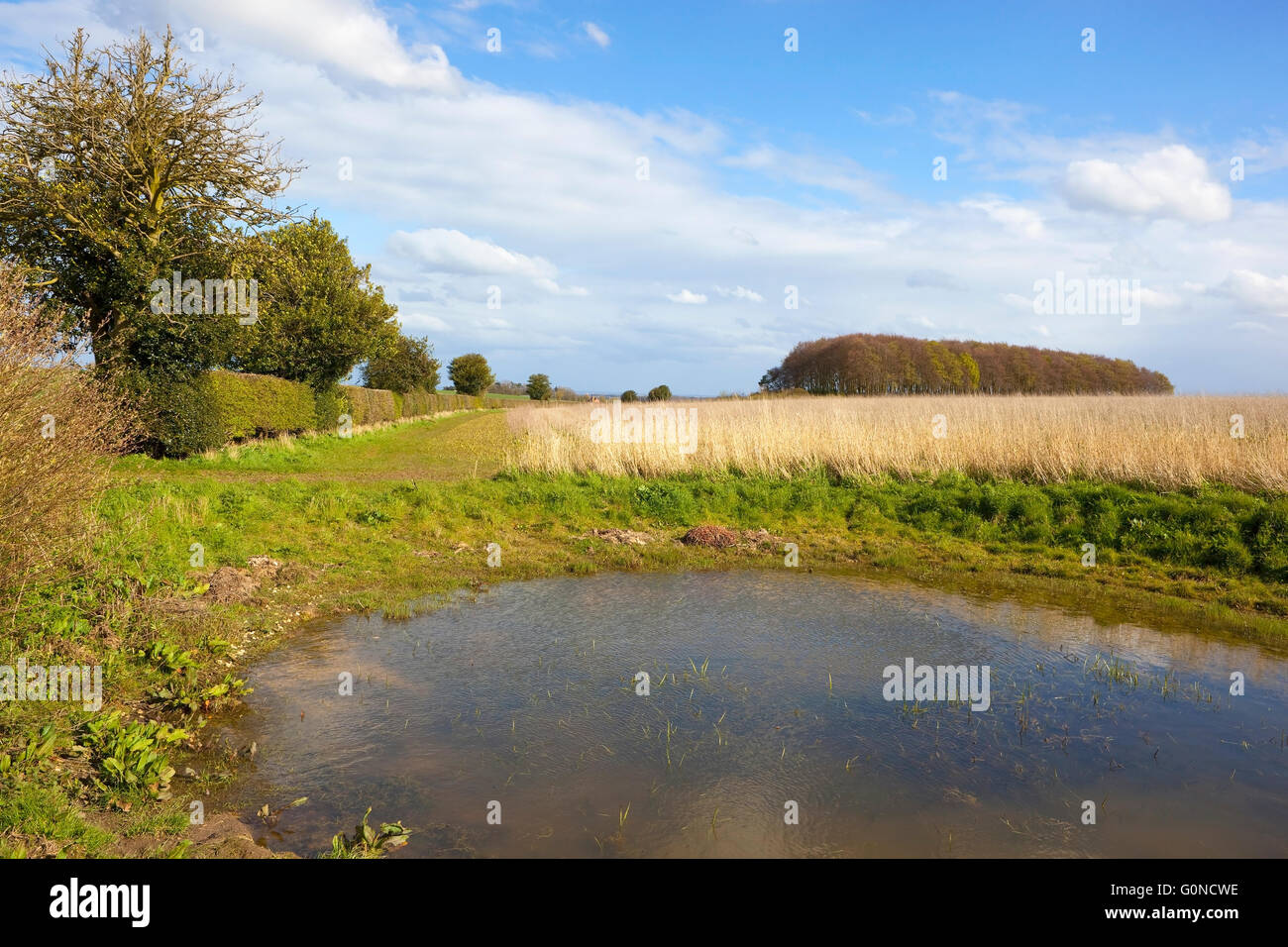 A small farm pond and wildlife conservation area in the corner of a ...