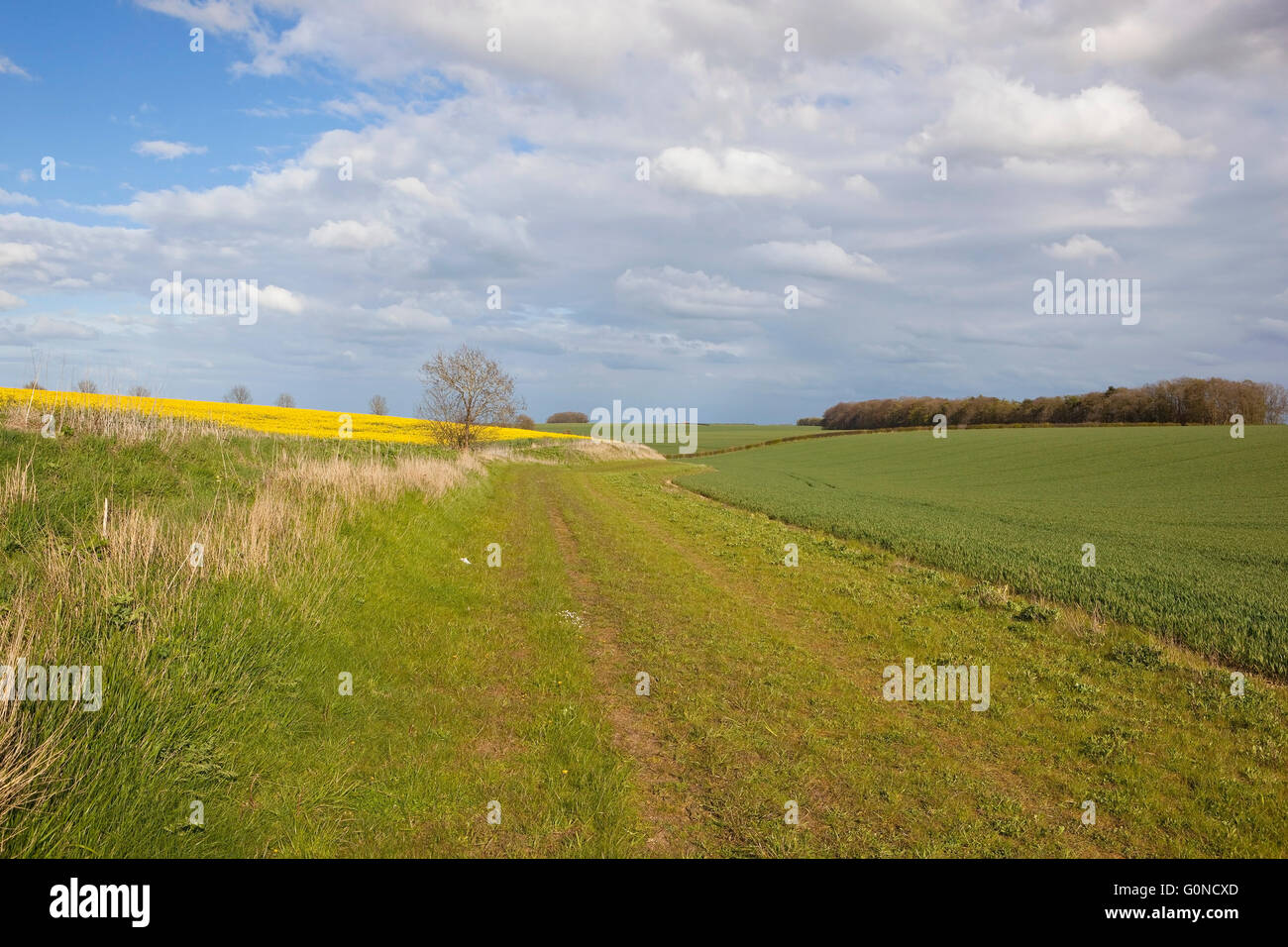 A scenic bridleway beside wheat and rapeseed crops in the Yorkshire ...