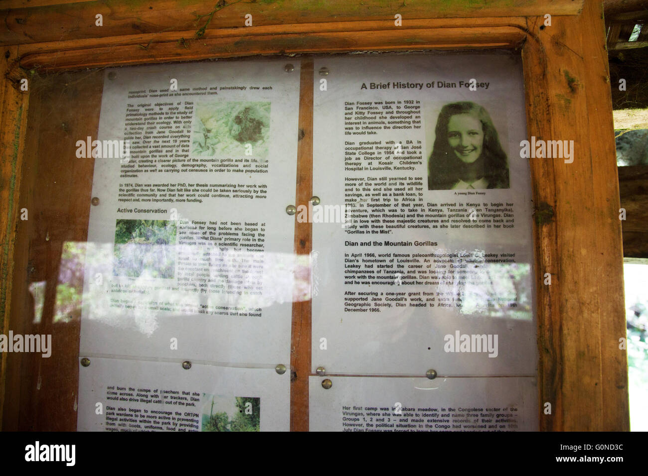 Dian fossey digit hi-res stock photography and images - Alamy