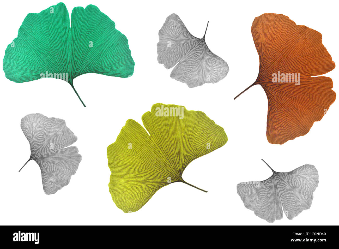 Dichotomous Venation