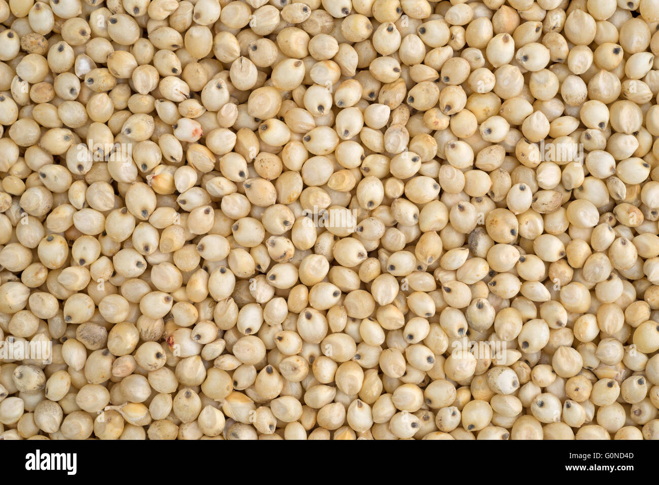 Sorghum Seeds