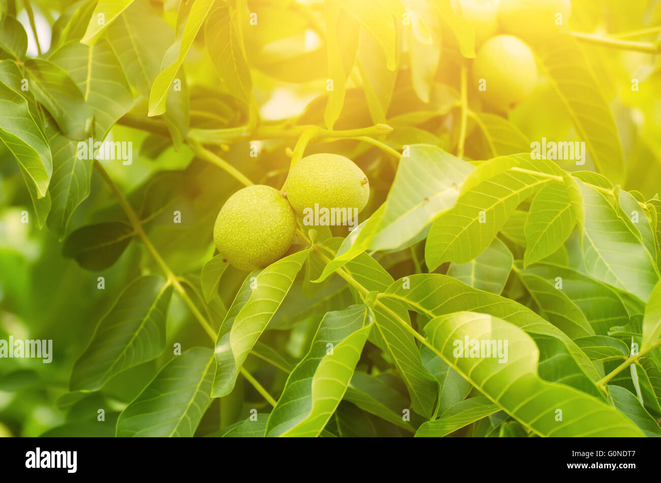 Walnut tree branch unripe fruits hi-res stock photography and images ...