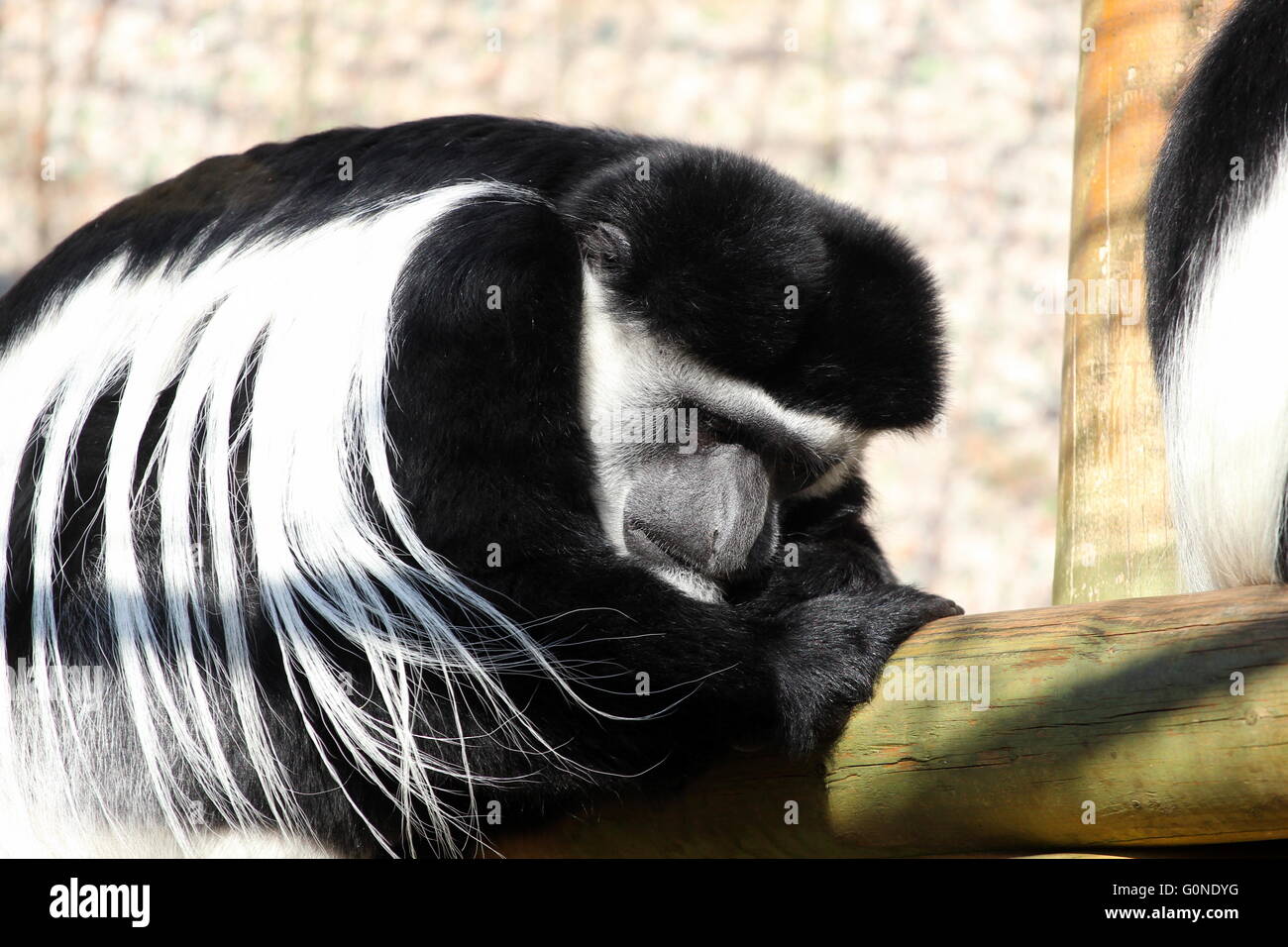 Colchester Zoo Monkey High Resolution Stock Photography and Images - Alamy