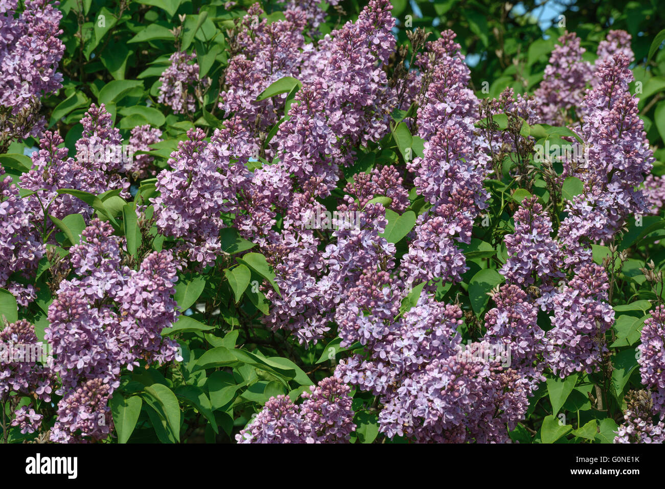 Close-up of flowering lilac panicles and bright green leaves are in ...