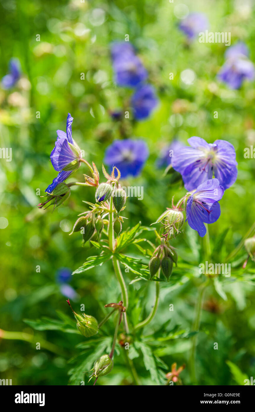 Blue flowers of the field Note: Shallow depth of field Stock Photo - Alamy