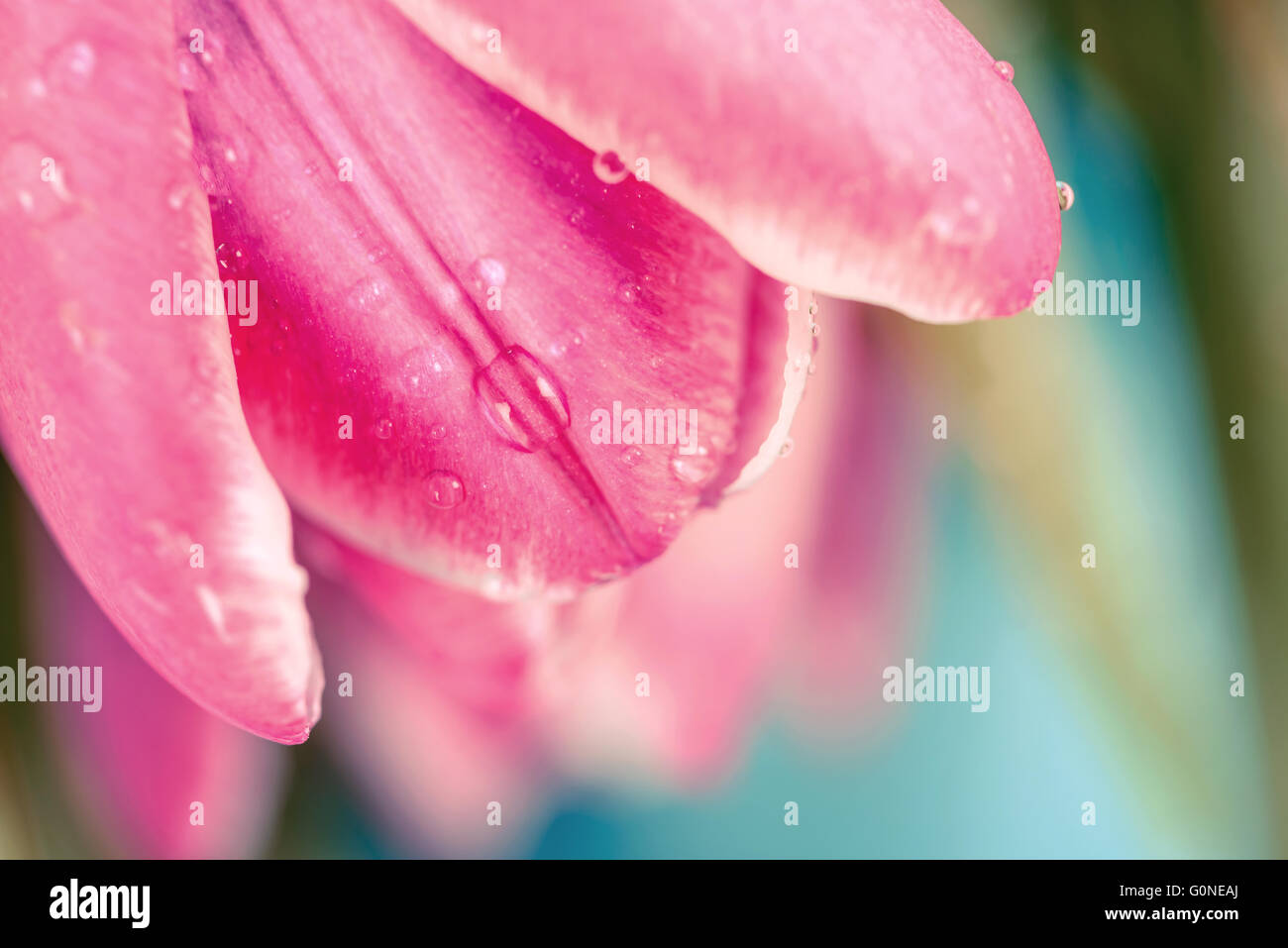 Spring Wet Tulips Close Up Stock Photo - Alamy